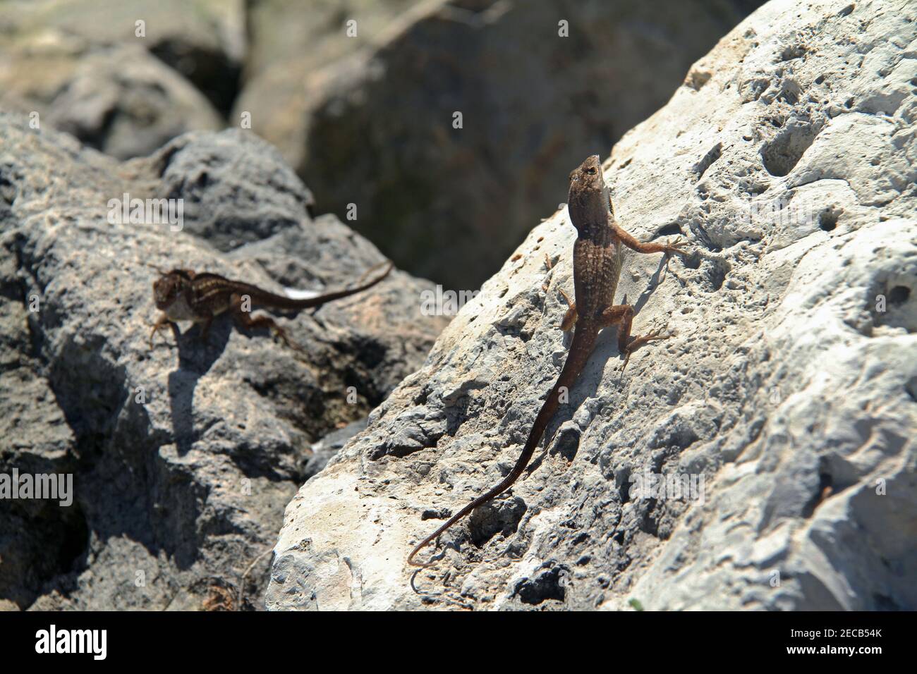 Brown anole lizards in Florida, USA Stock Photo - Alamy