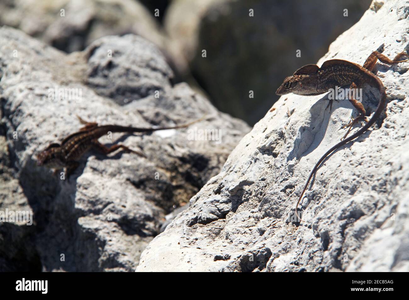 Brown anole lizards in Florida, USA Stock Photo - Alamy