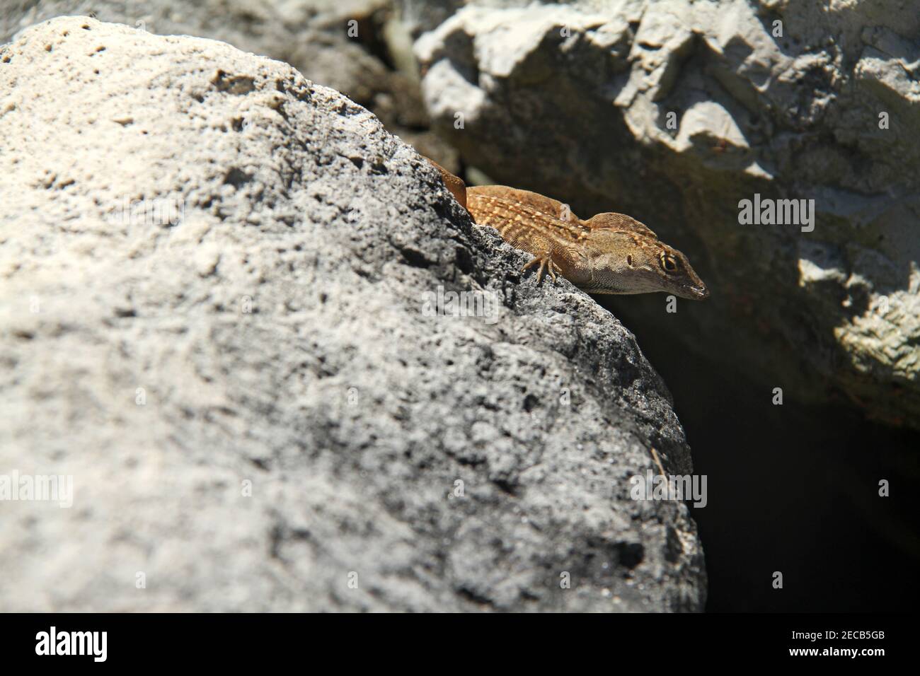 Anoles lizard hi-res stock photography and images - Alamy