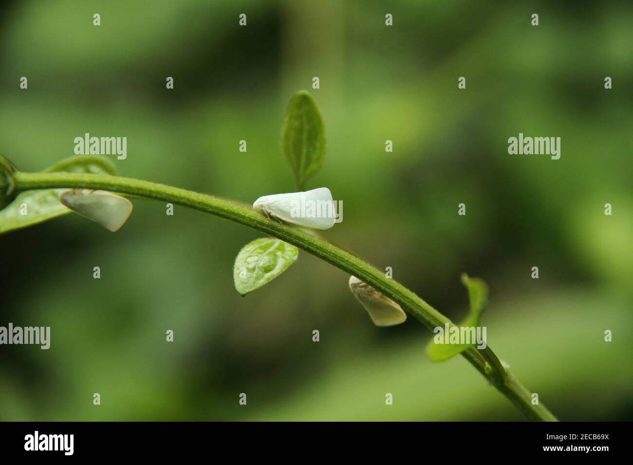 Planthopper in nature hi-res stock photography and images - Alamy