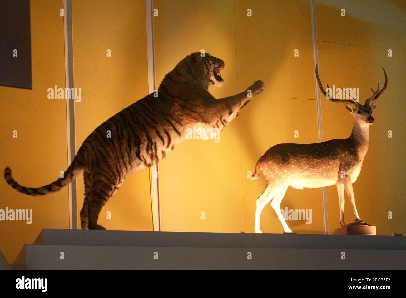 Tiger attacking a stag. Exhibit inside a museum of Natural History ...