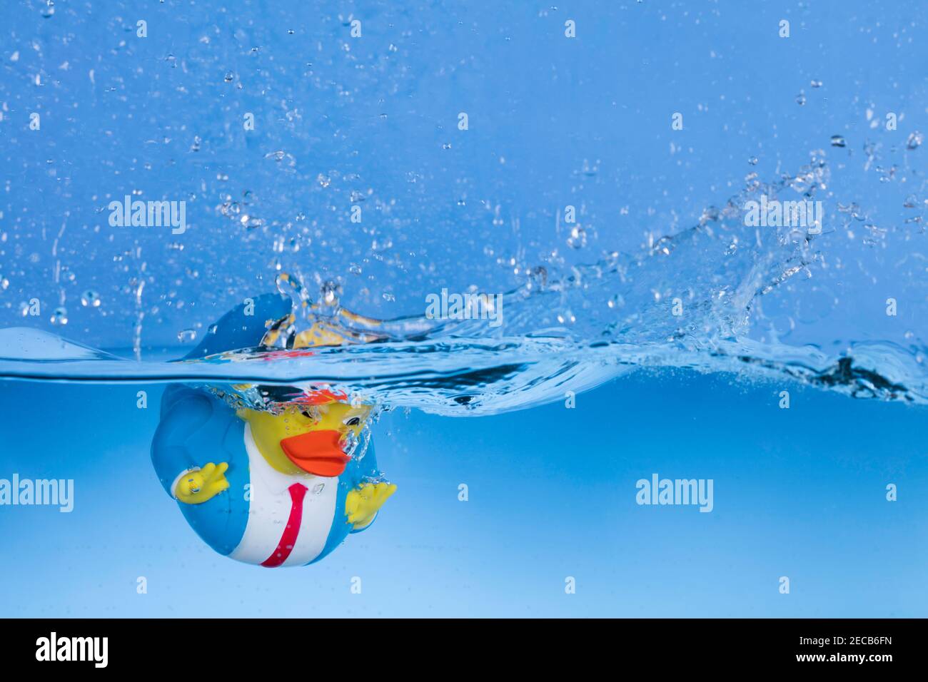 Donald Duck Trump struggling in the water after taking a dive Stock ...