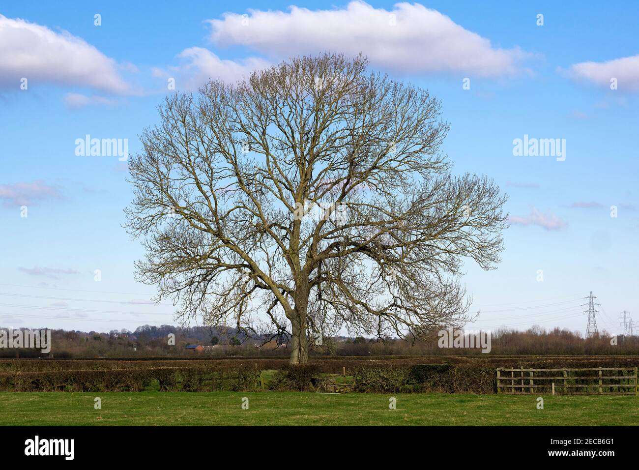 Large bare autumn tree and field hedges Stock Photo - Alamy