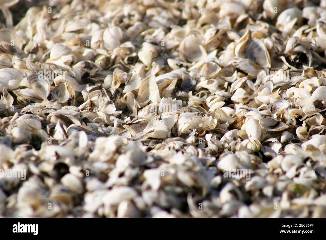 Mix of shells on the beach hi-res stock photography and images - Alamy