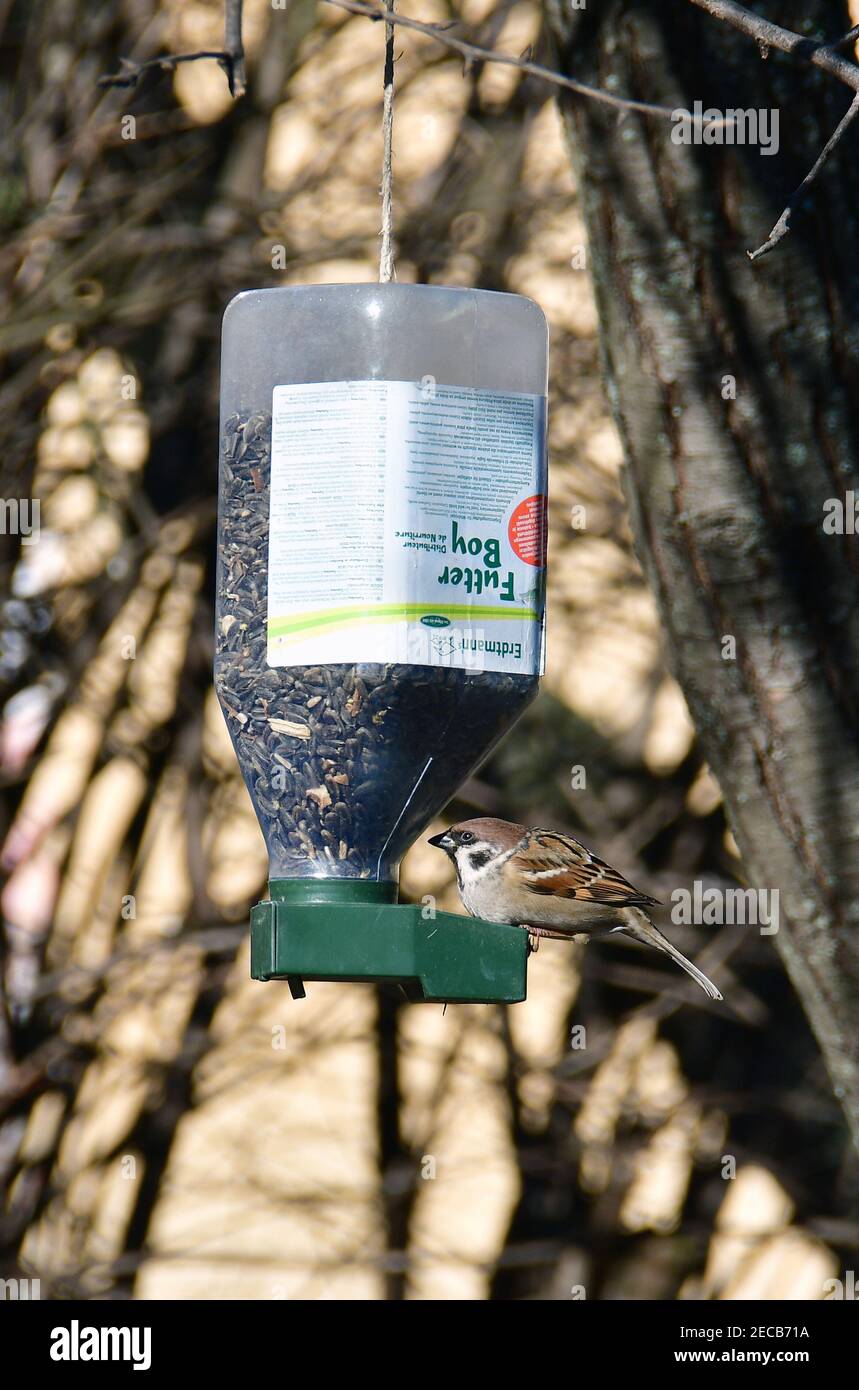 Eurasian tree sparrow, German sparrow, Feldsperling, Feldspatz, Passer ...