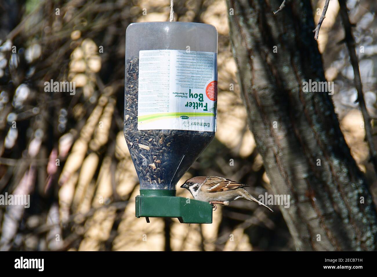 Eurasian tree sparrow, German sparrow, Feldsperling, Feldspatz, Passer ...