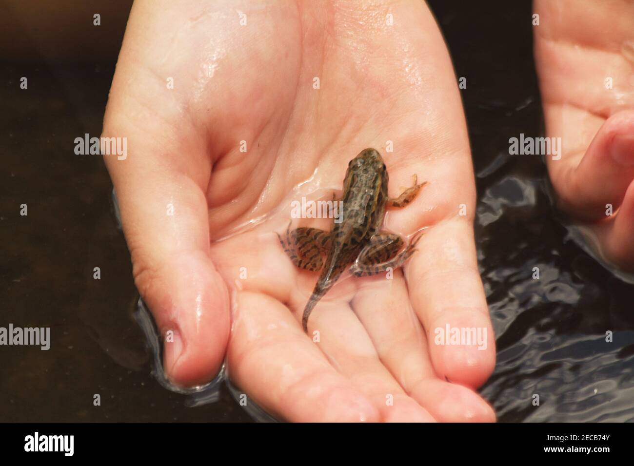 Pollywog hi-res stock photography and images - Alamy