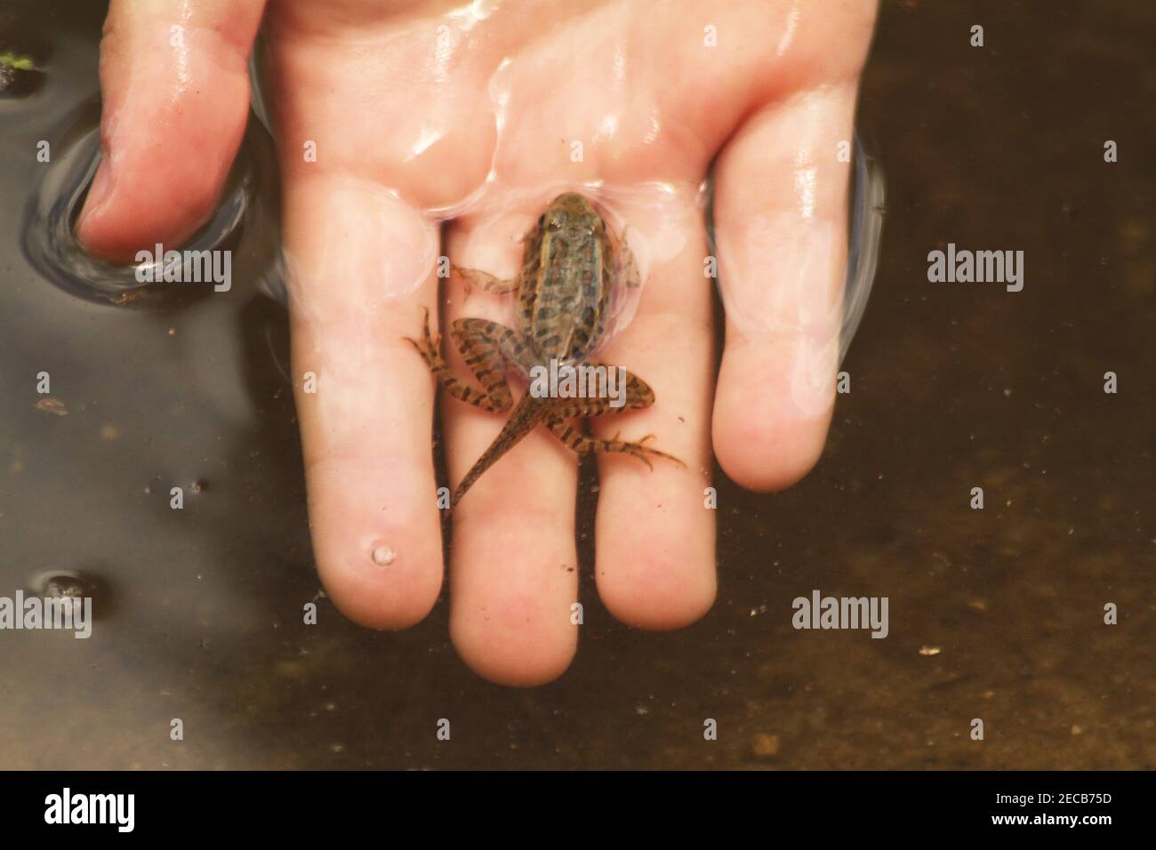 Pollywog hi-res stock photography and images - Alamy