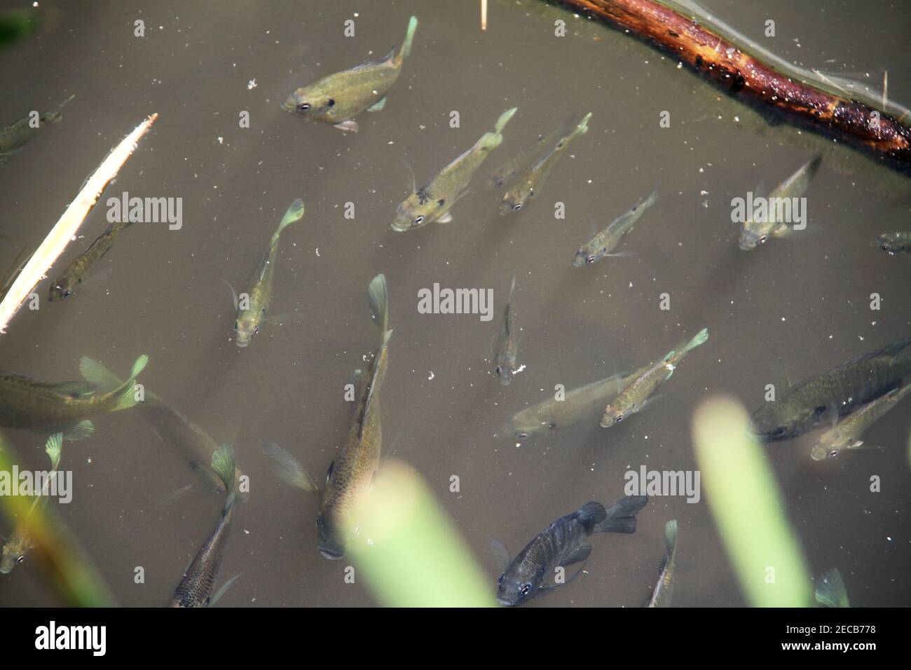 Fish creek mountain hi-res stock photography and images - Alamy