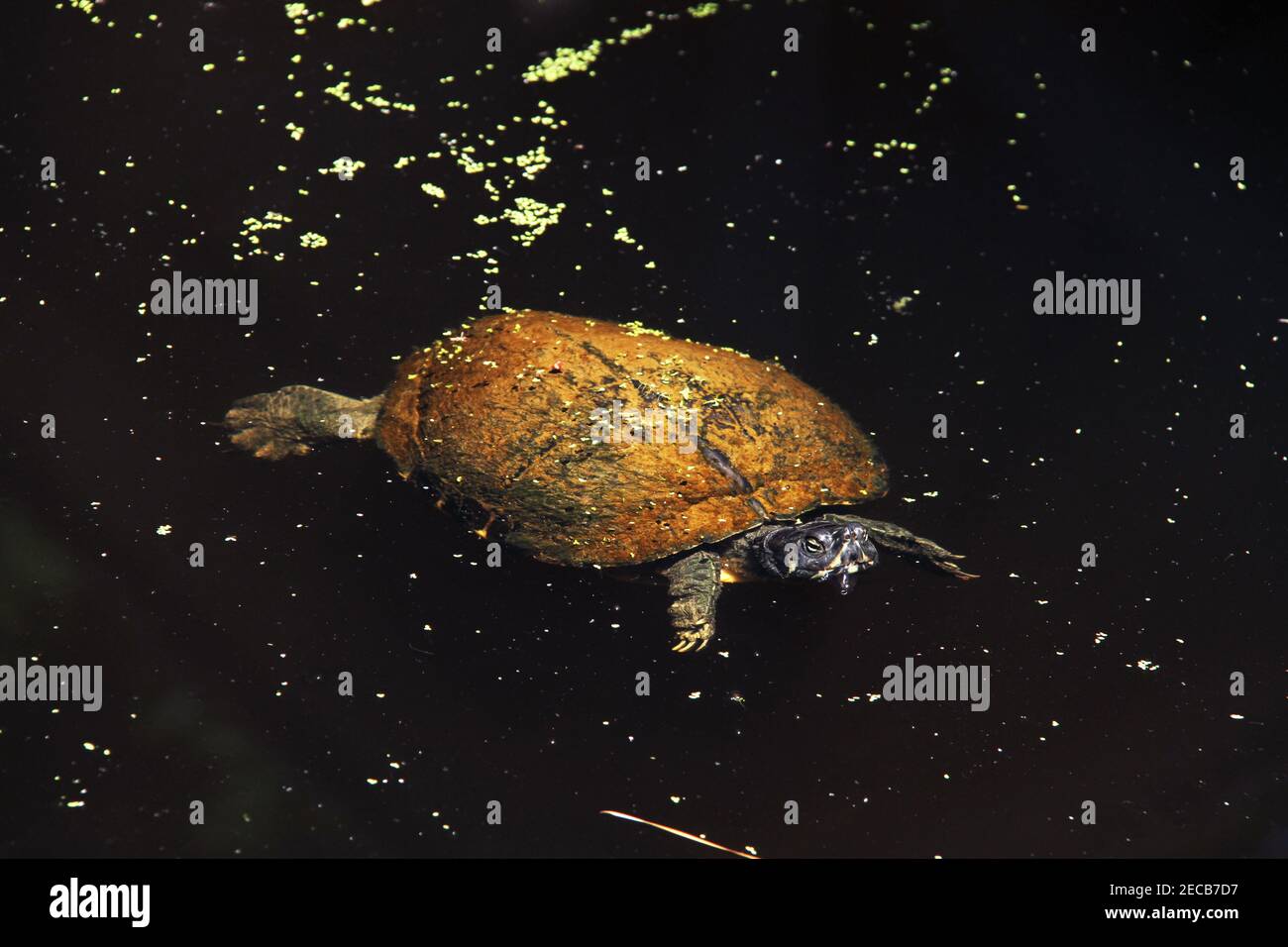 Turtle swimming in a pond Stock Photo - Alamy