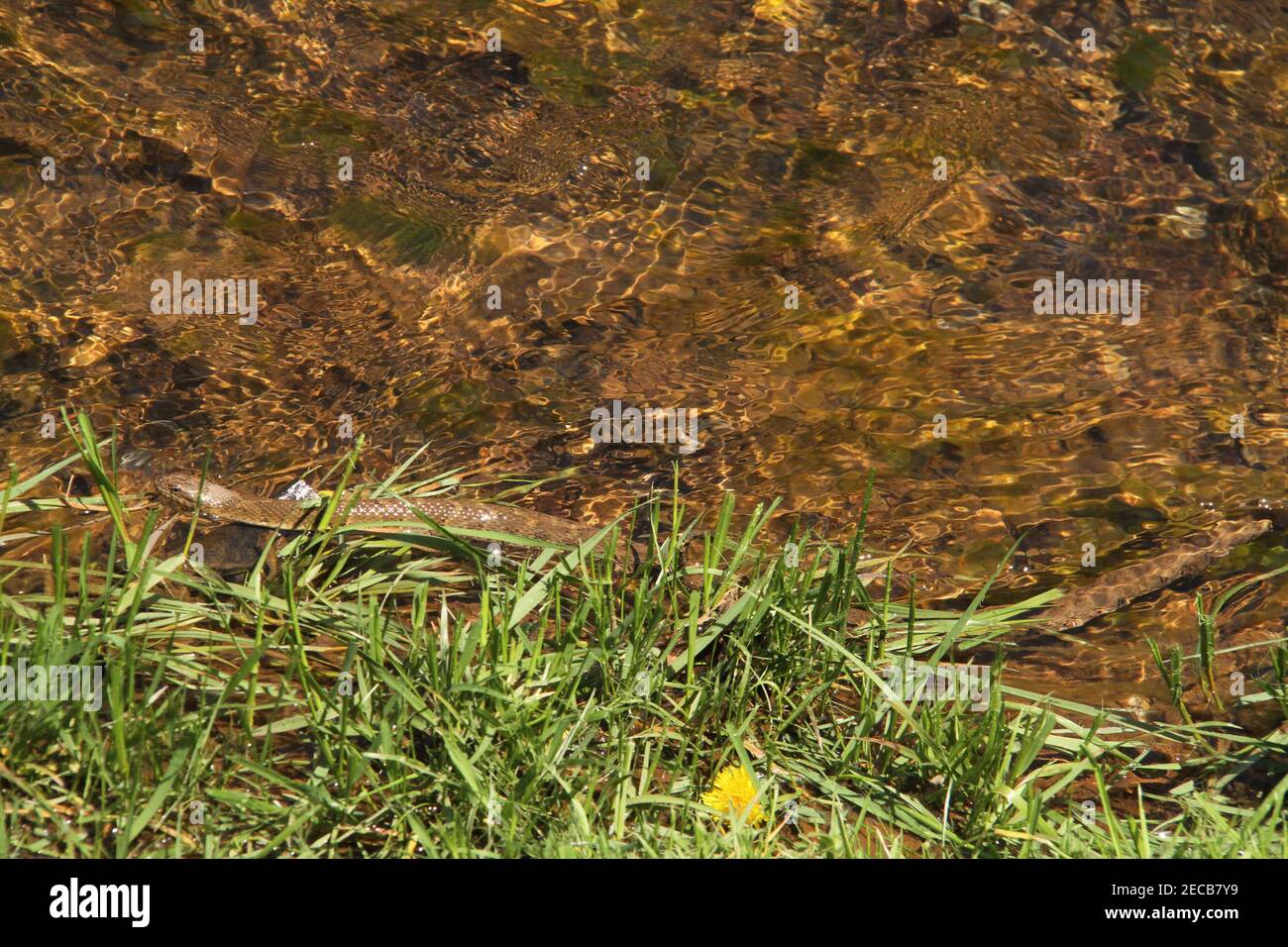 Stream snake hi-res stock photography and images - Alamy