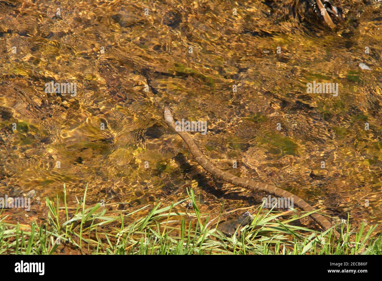 Blood creek hi-res stock photography and images - Alamy