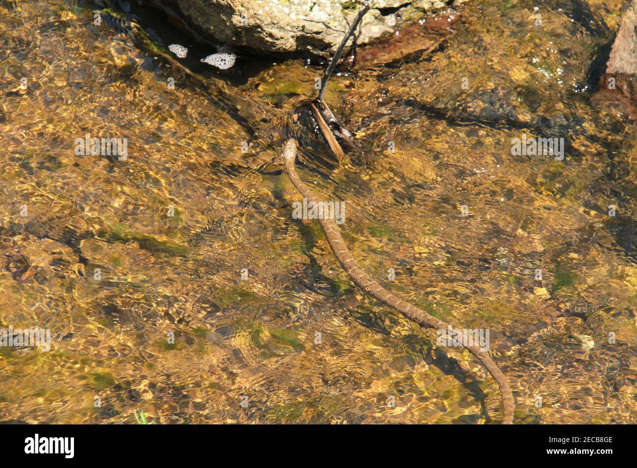 Smooth water snake hi-res stock photography and images - Alamy
