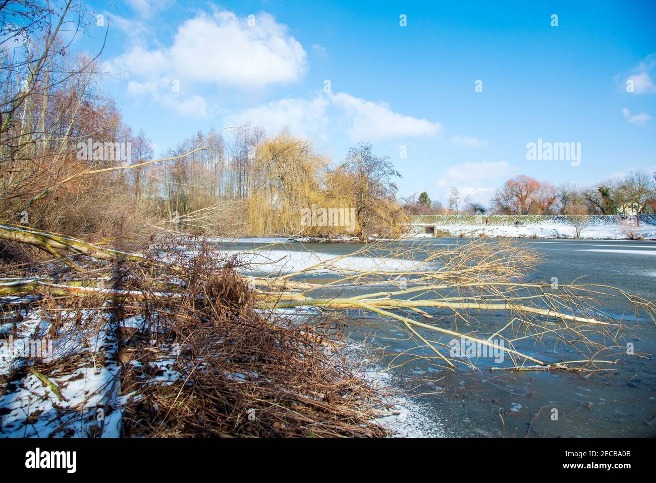 Alder tree willow tree hi-res stock photography and images - Alamy