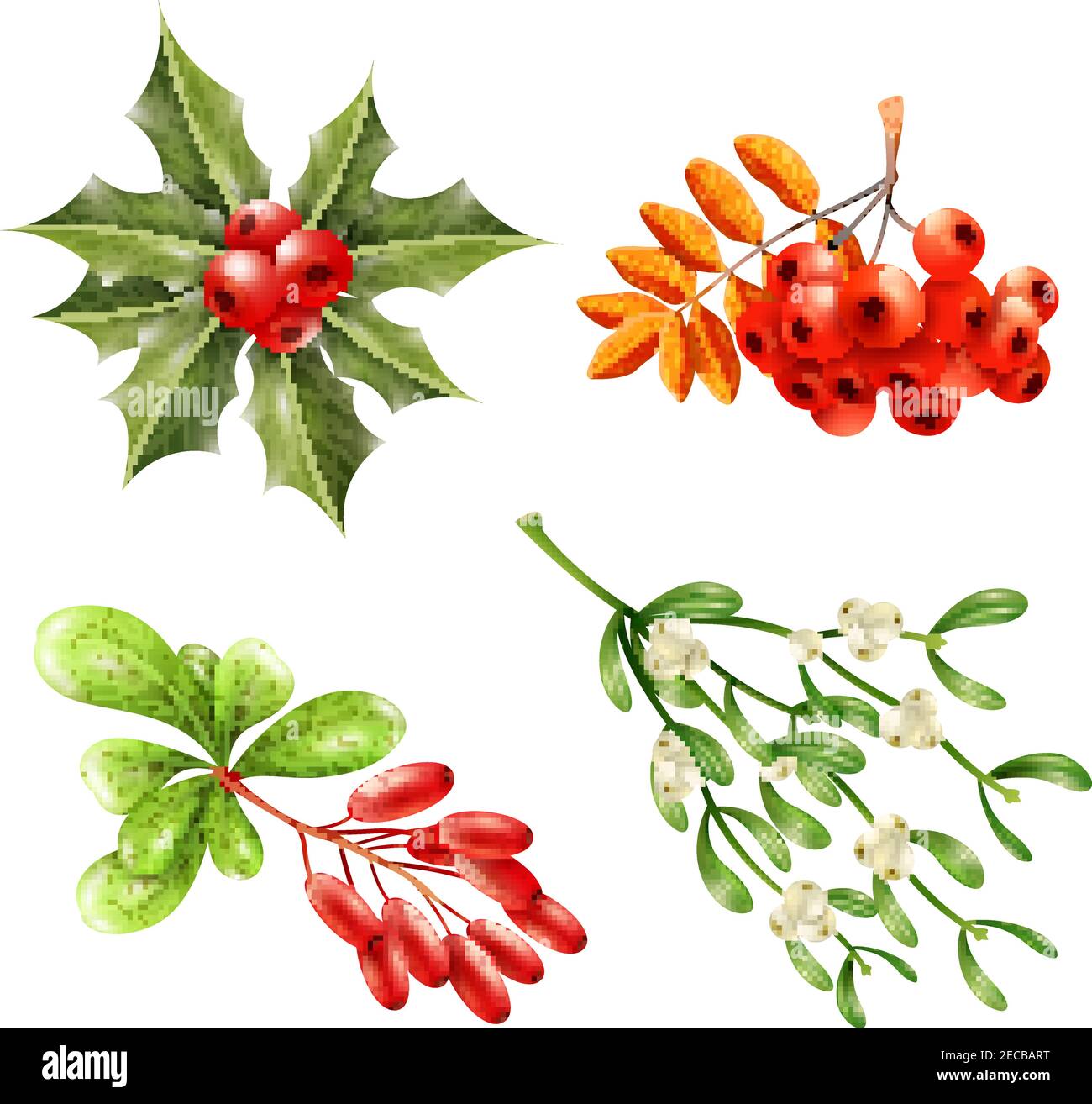 Flat christmas berries and branches set with mistletoe ashberry ...