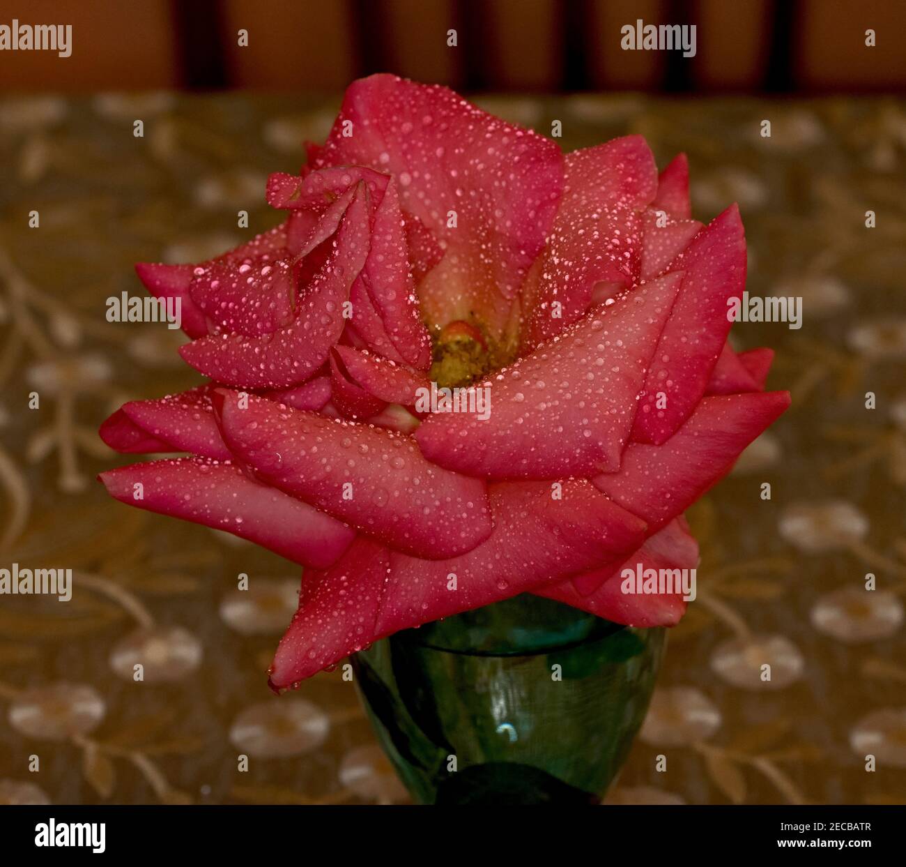 Big pink rose fully bloomed on Valentine's Day Stock Photo - Alamy