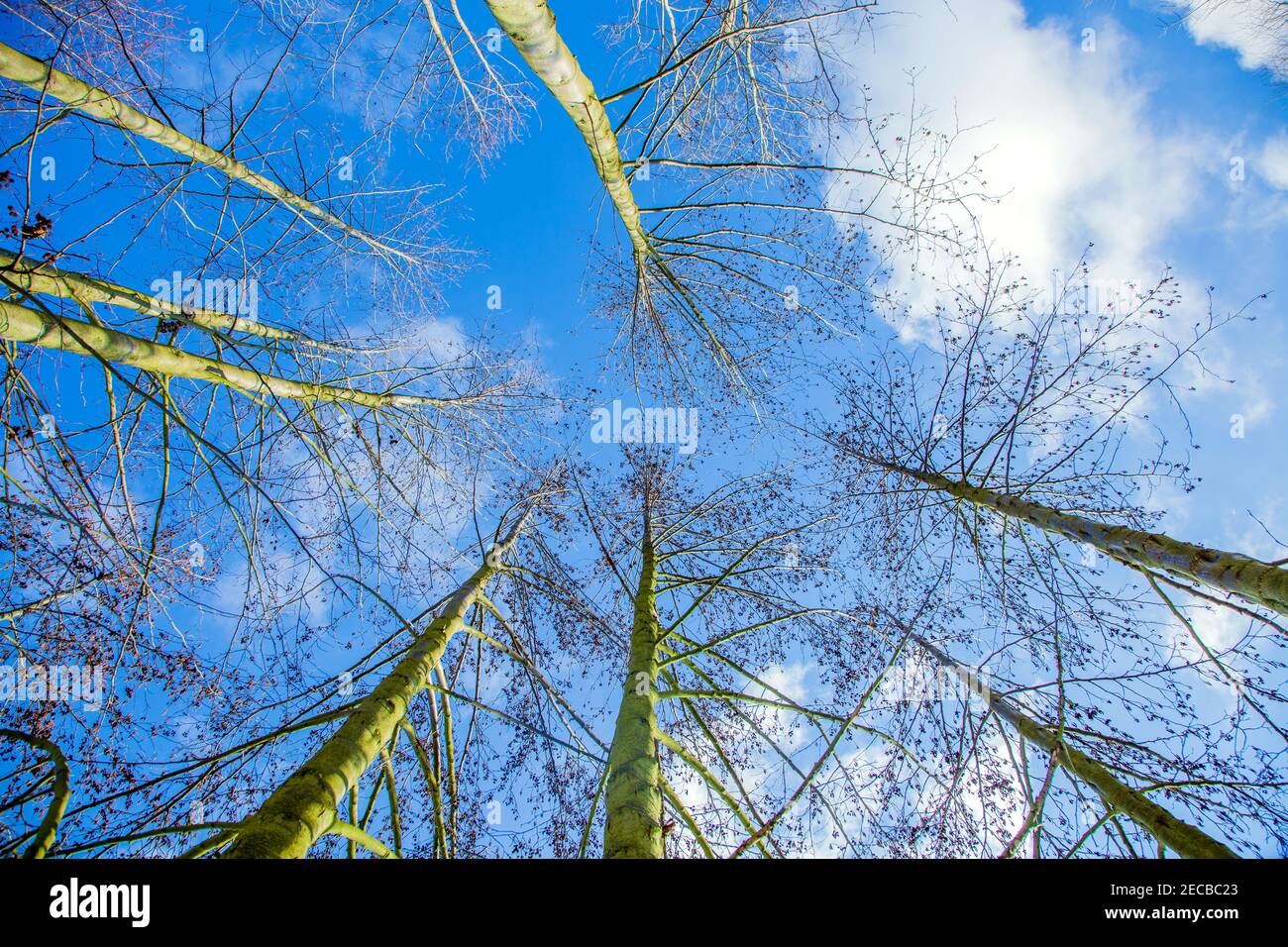 Alder Trees In Winter High Resolution Stock Photography and Images - Alamy
