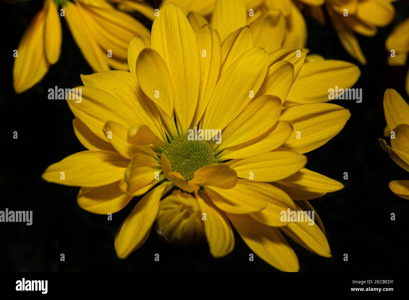 Closeup shot of yellow Chamomile flowers on a dark background Stock ...