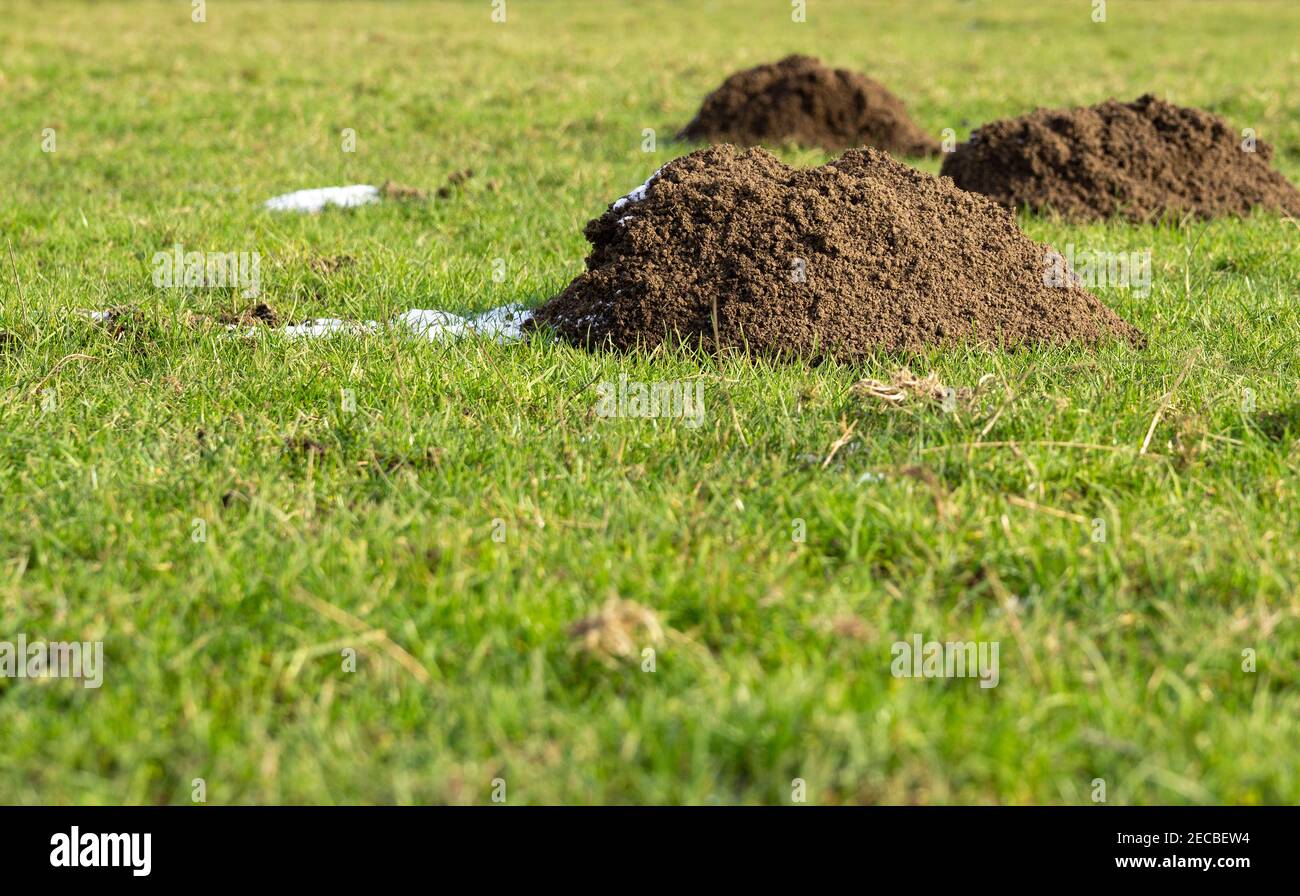 Mole tunnels hi-res stock photography and images - Alamy