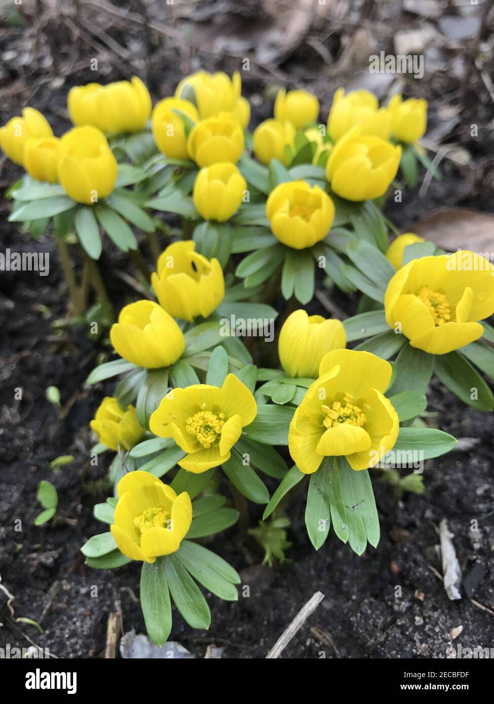 Vertical shot of blooming Winter Aconite flowers in the garden Stock ...