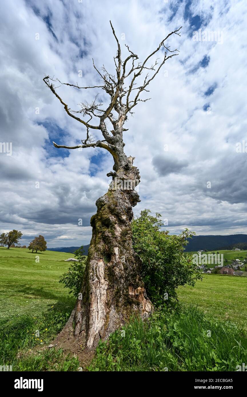Structured leaf hi-res stock photography and images - Alamy