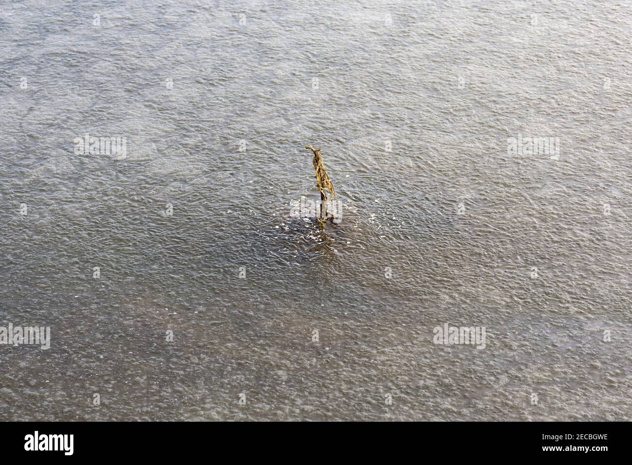 Plant trapped in ice hi-res stock photography and images - Alamy