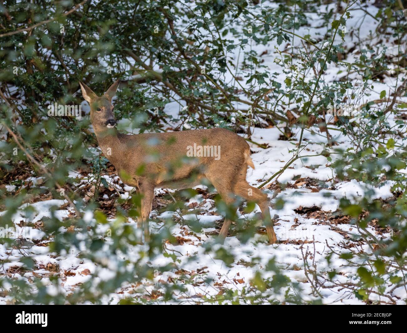 Holly hurst hi-res stock photography and images - Alamy