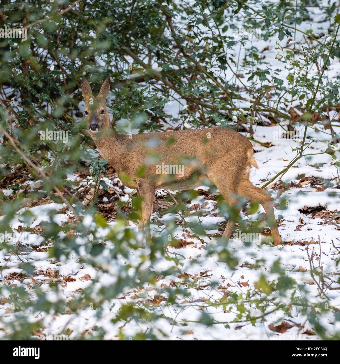 Holly hurst hi-res stock photography and images - Alamy