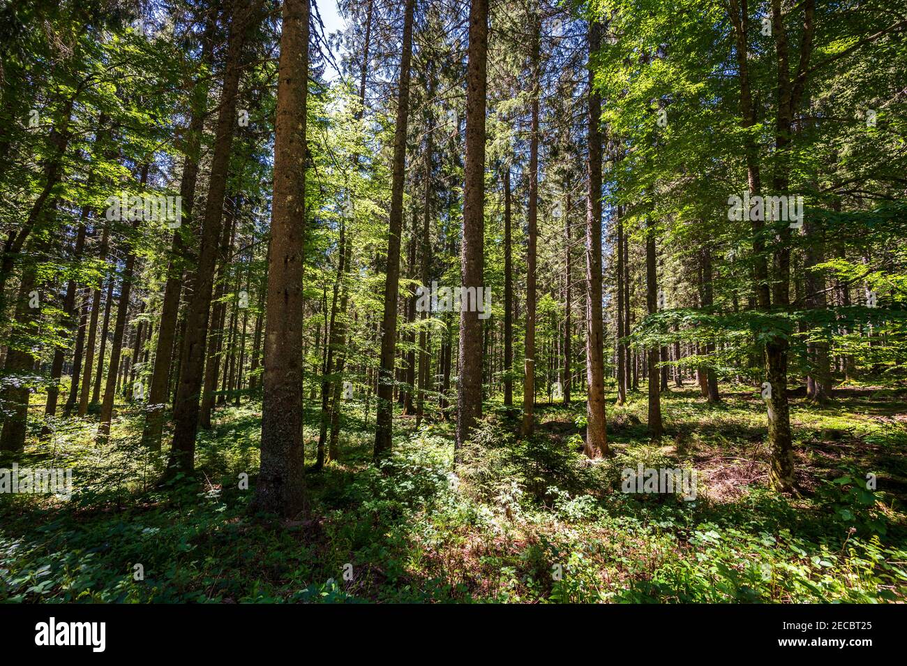 Lots of trees in the woods in Black Forest in Germany on a sunny day ...