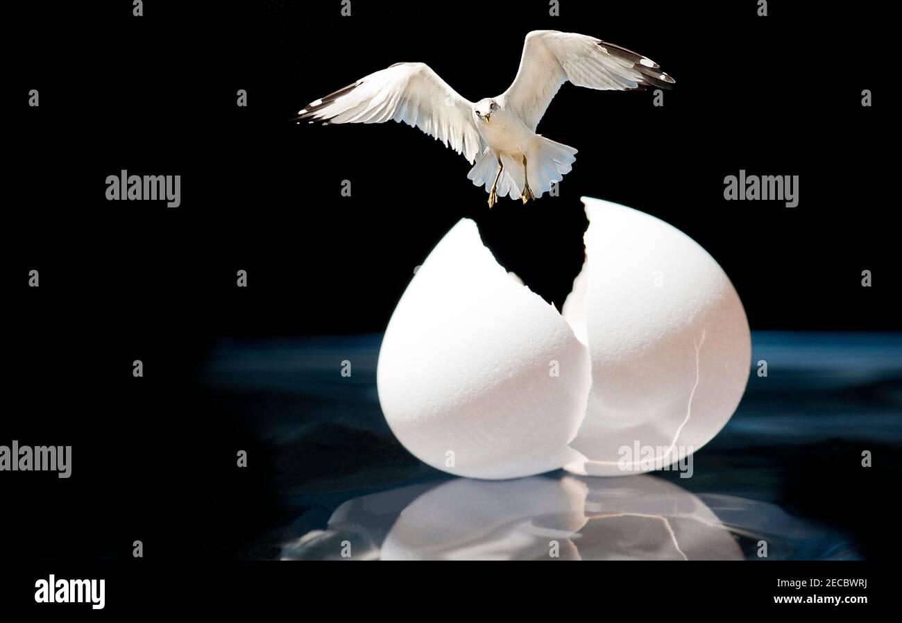 flying bird breaking out of egg Stock Photo - Alamy