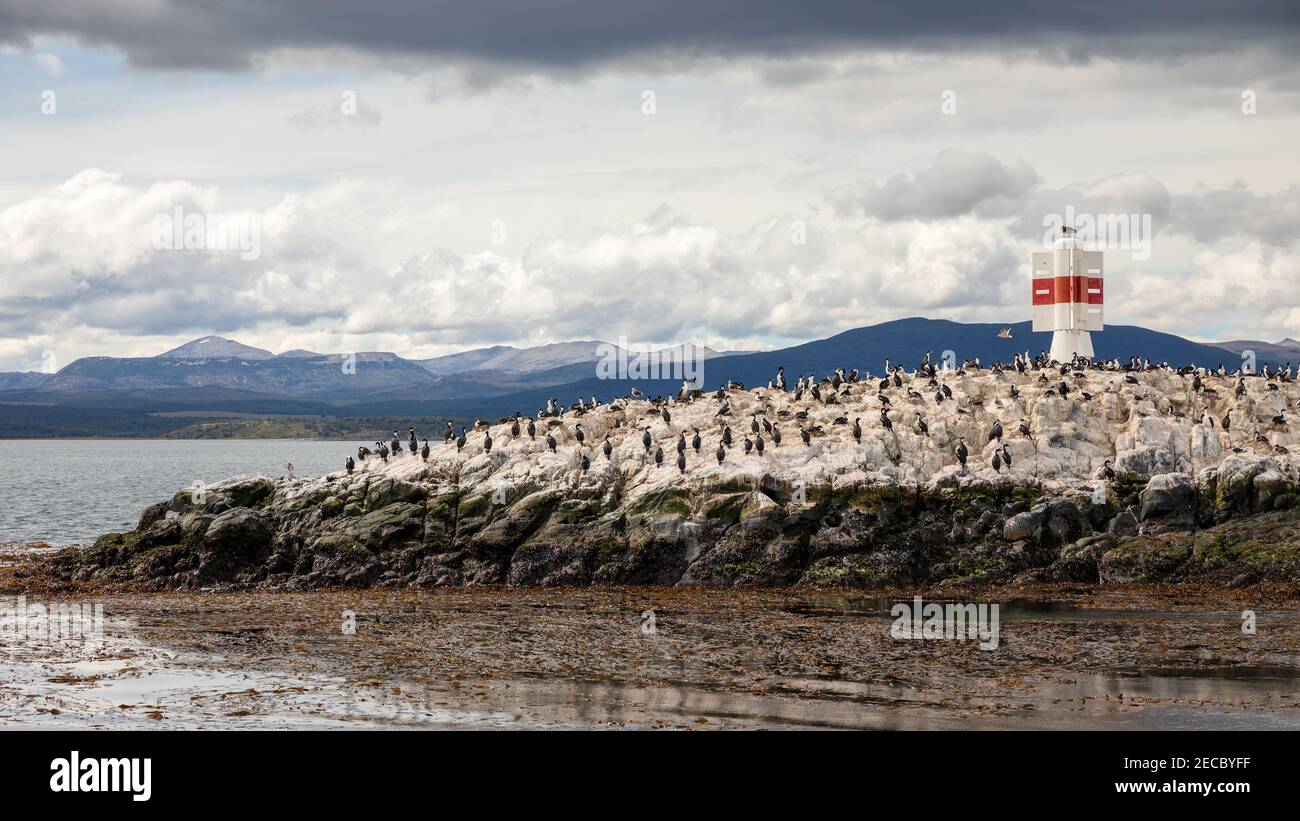 A landscape featuring dozens of cormorants and seagulls next to a ...