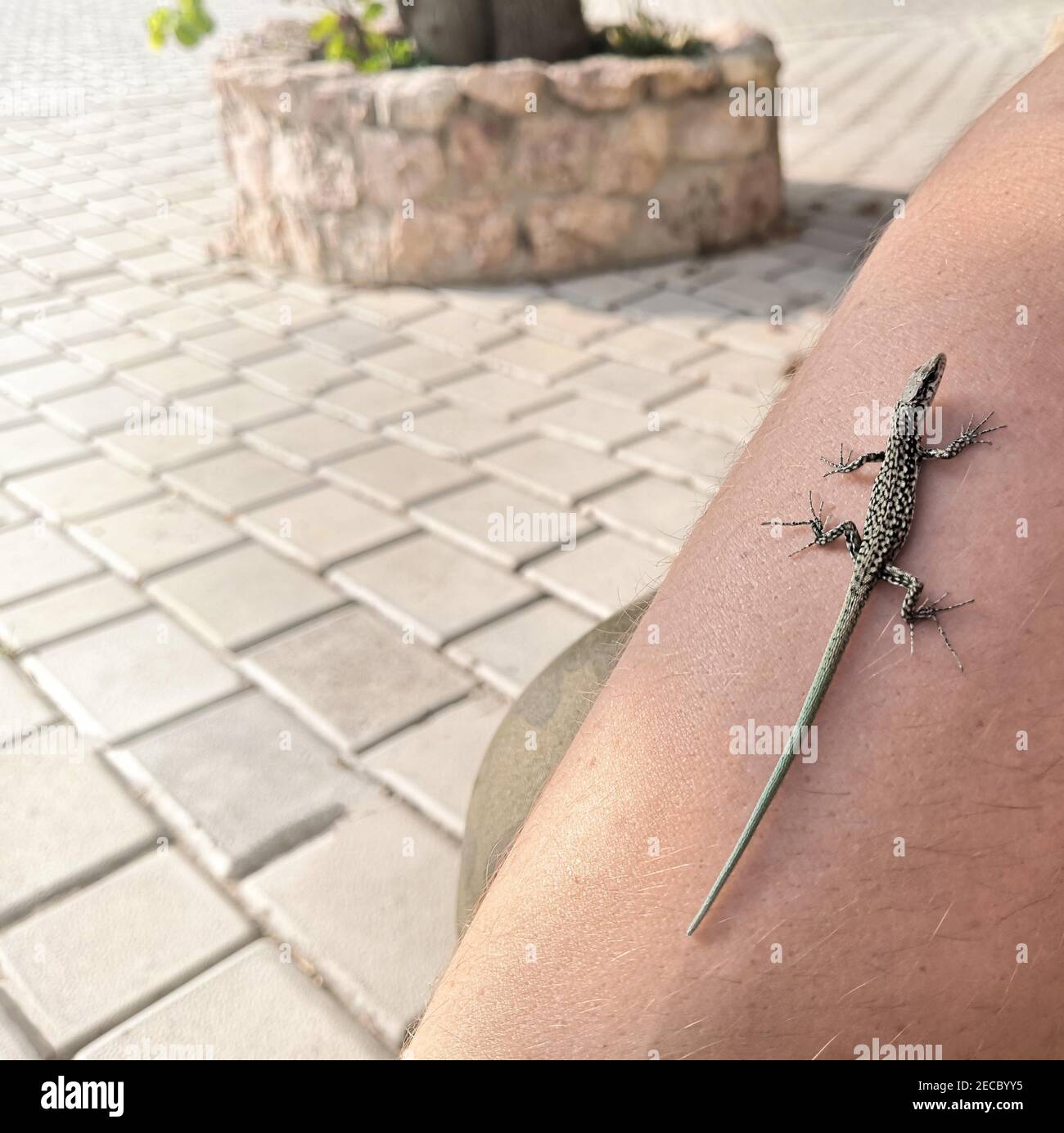 Small green spotted lizard on man hand Stock Photo - Alamy