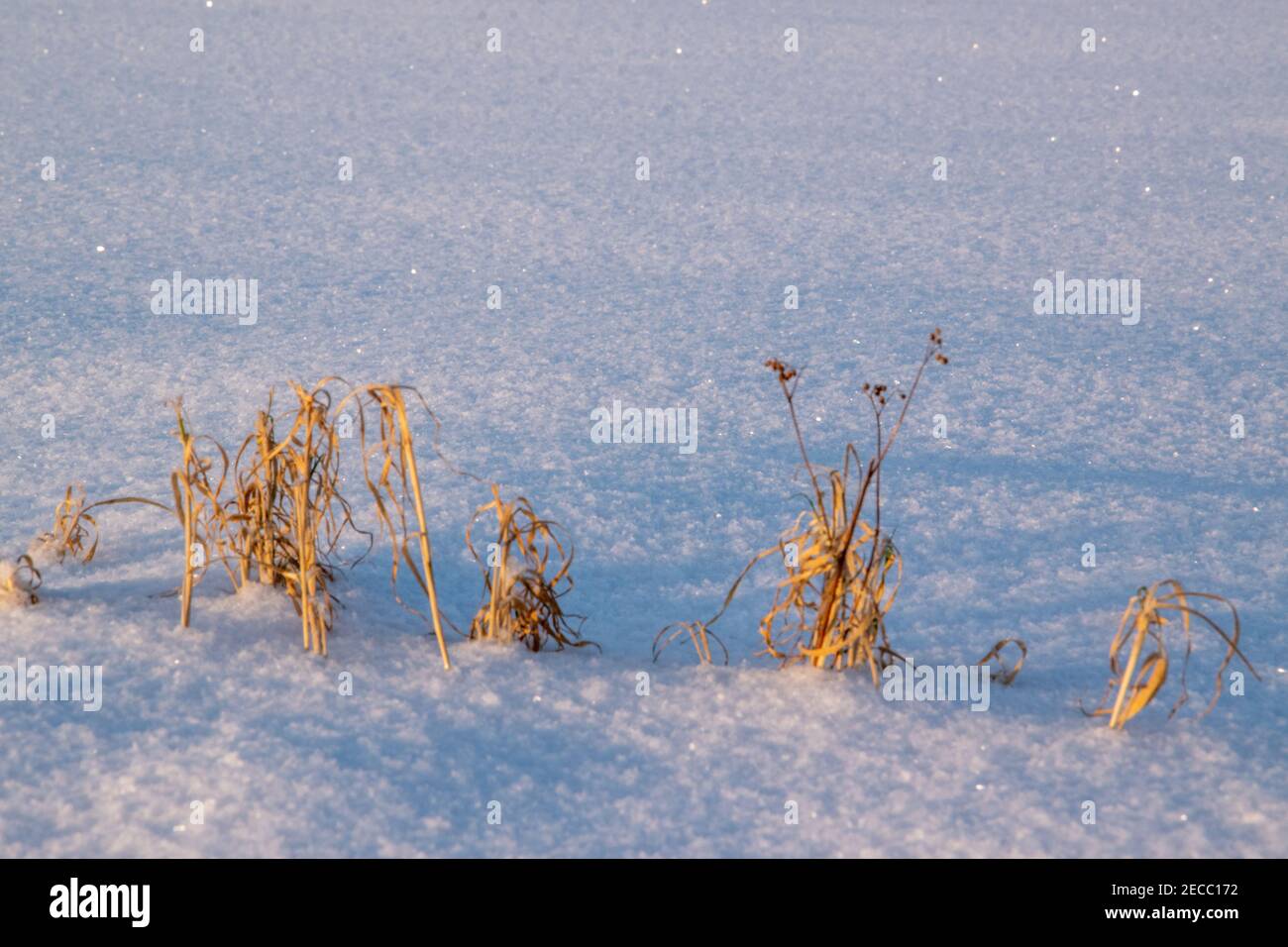 Onset of winter in Bünde. Everything is covered in deep snow Stock ...