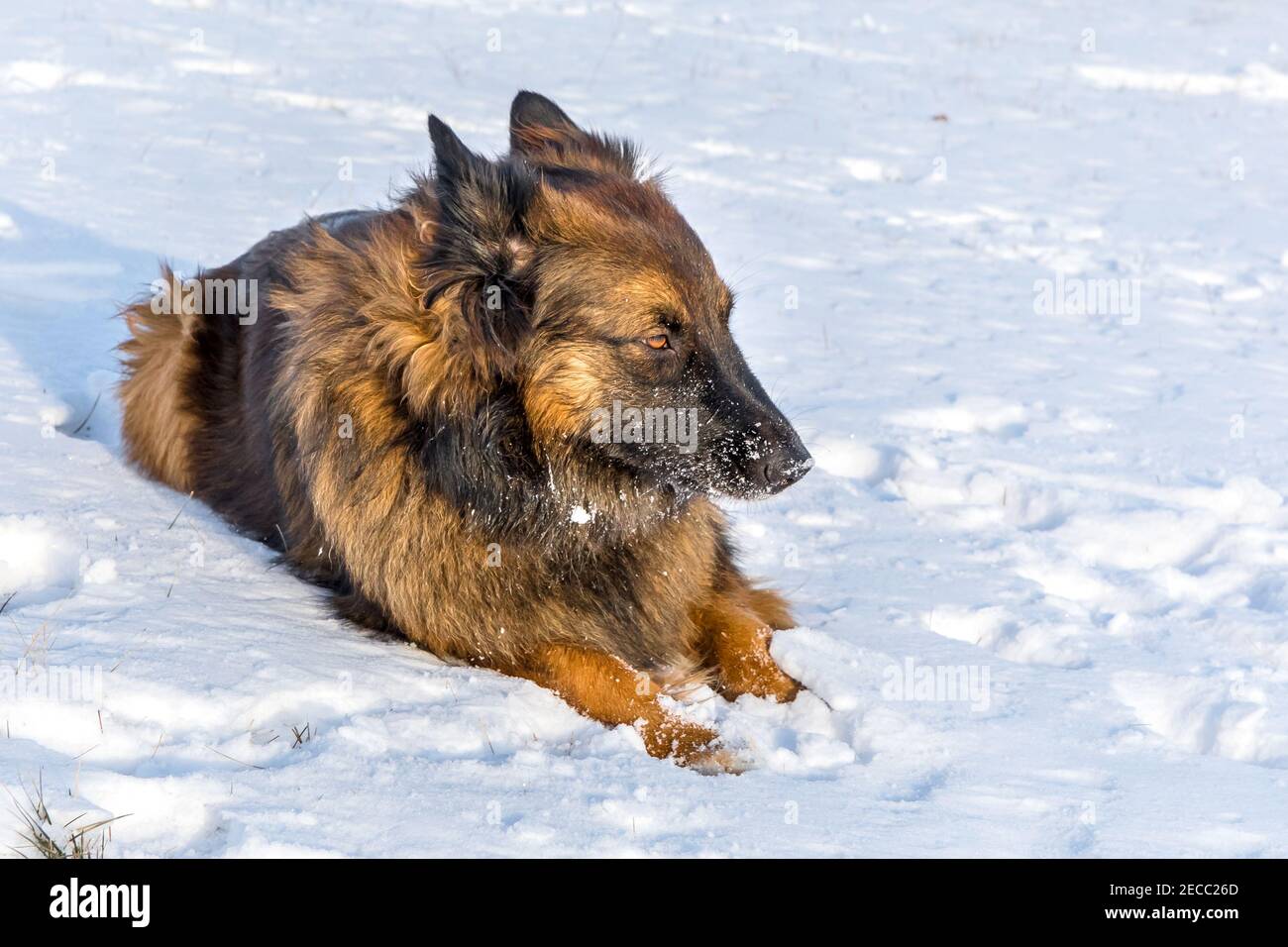 Dog breed that guards sheep hi-res stock photography and images - Alamy