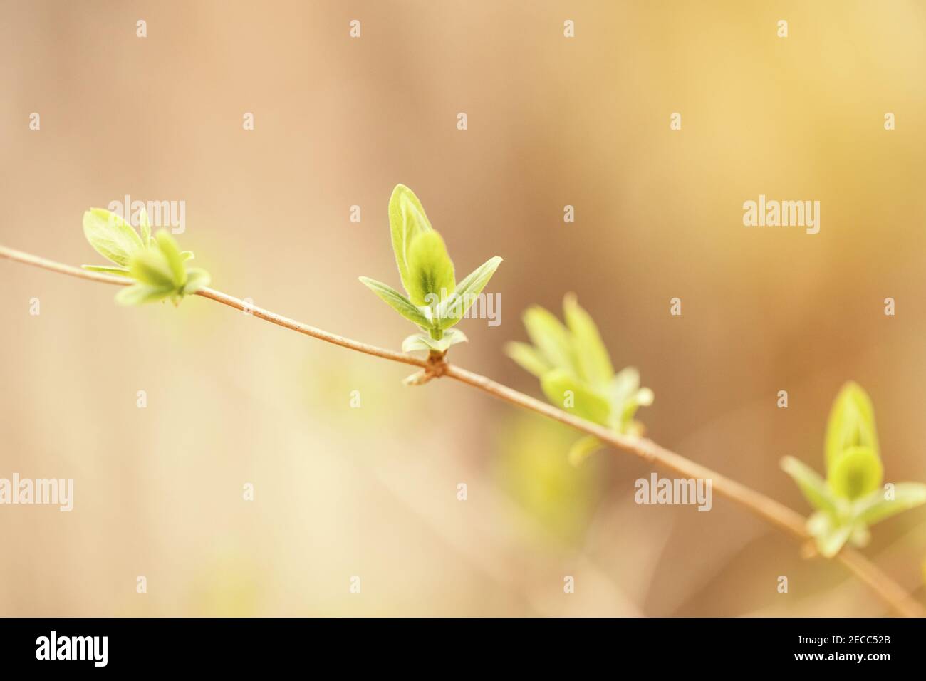 Beautiful natural spring tree sprouts background. Light green bush ...