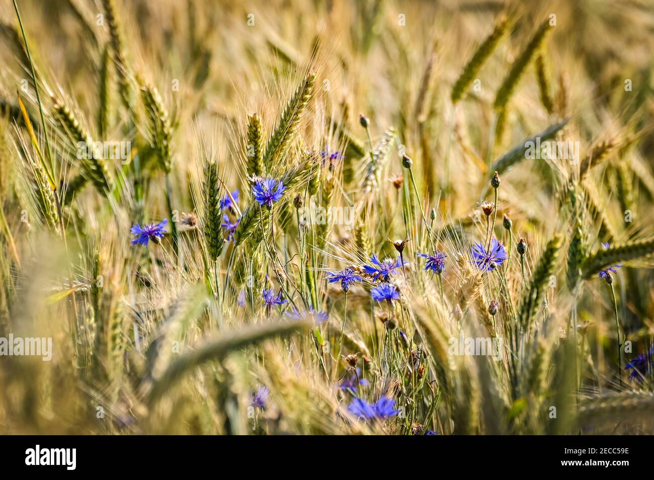 Summer autumn fall wheatfield hi-res stock photography and images - Alamy