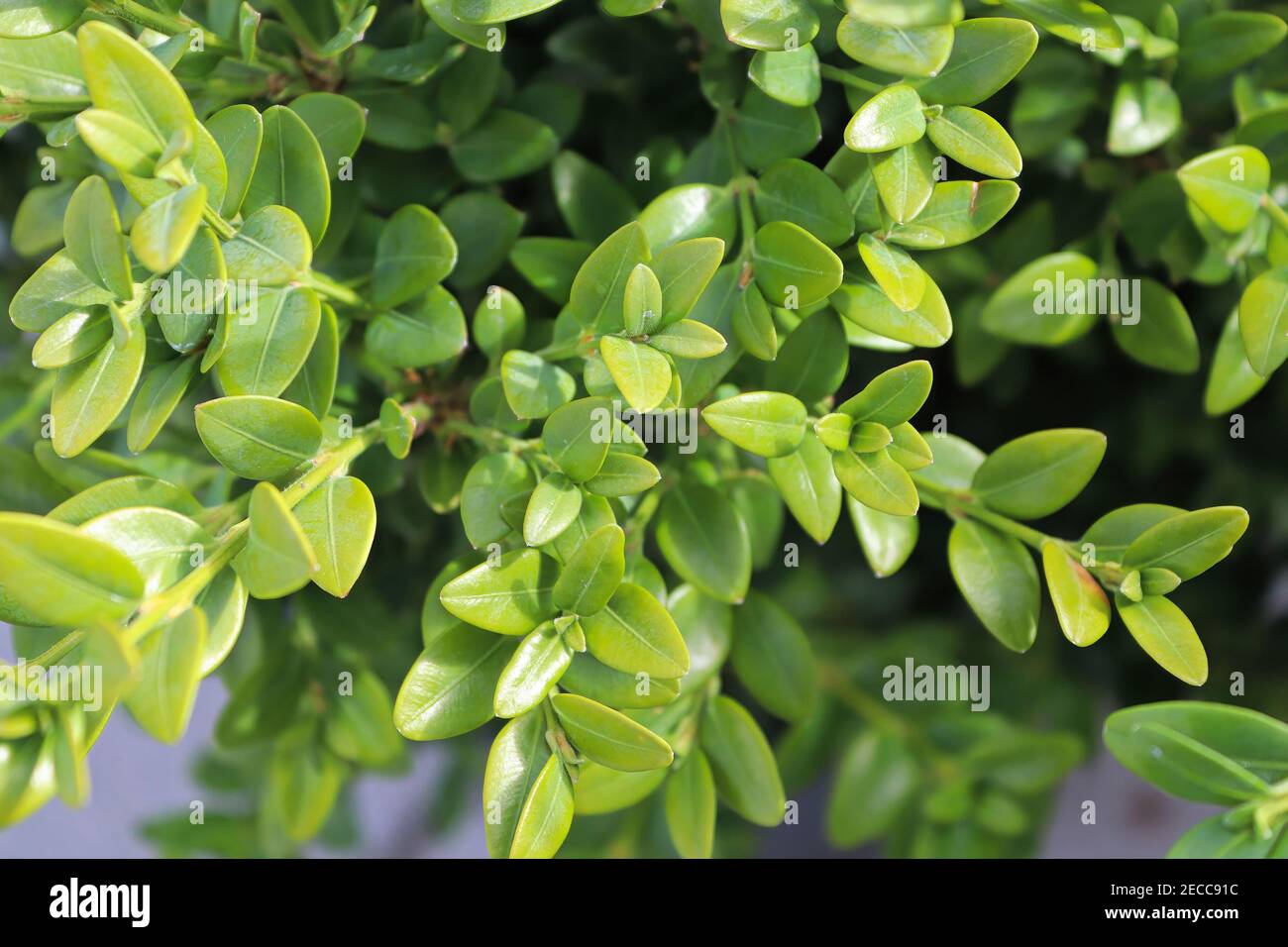 Top view of a common boxwood shrub Stock Photo - Alamy