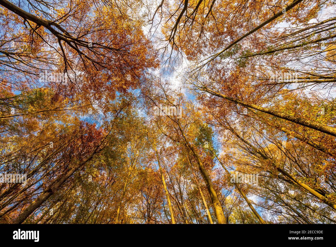 Colourful autumn trees on a sunny day with blue sky seen from below ...