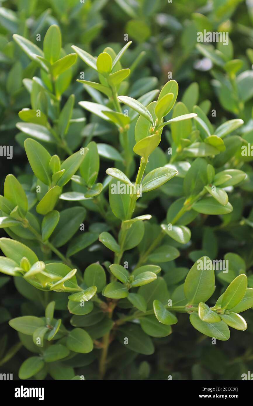 Evergreen boxwood hi-res stock photography and images - Alamy