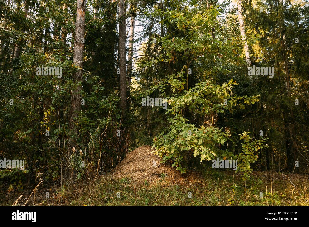 Black forest colony hi-res stock photography and images - Alamy