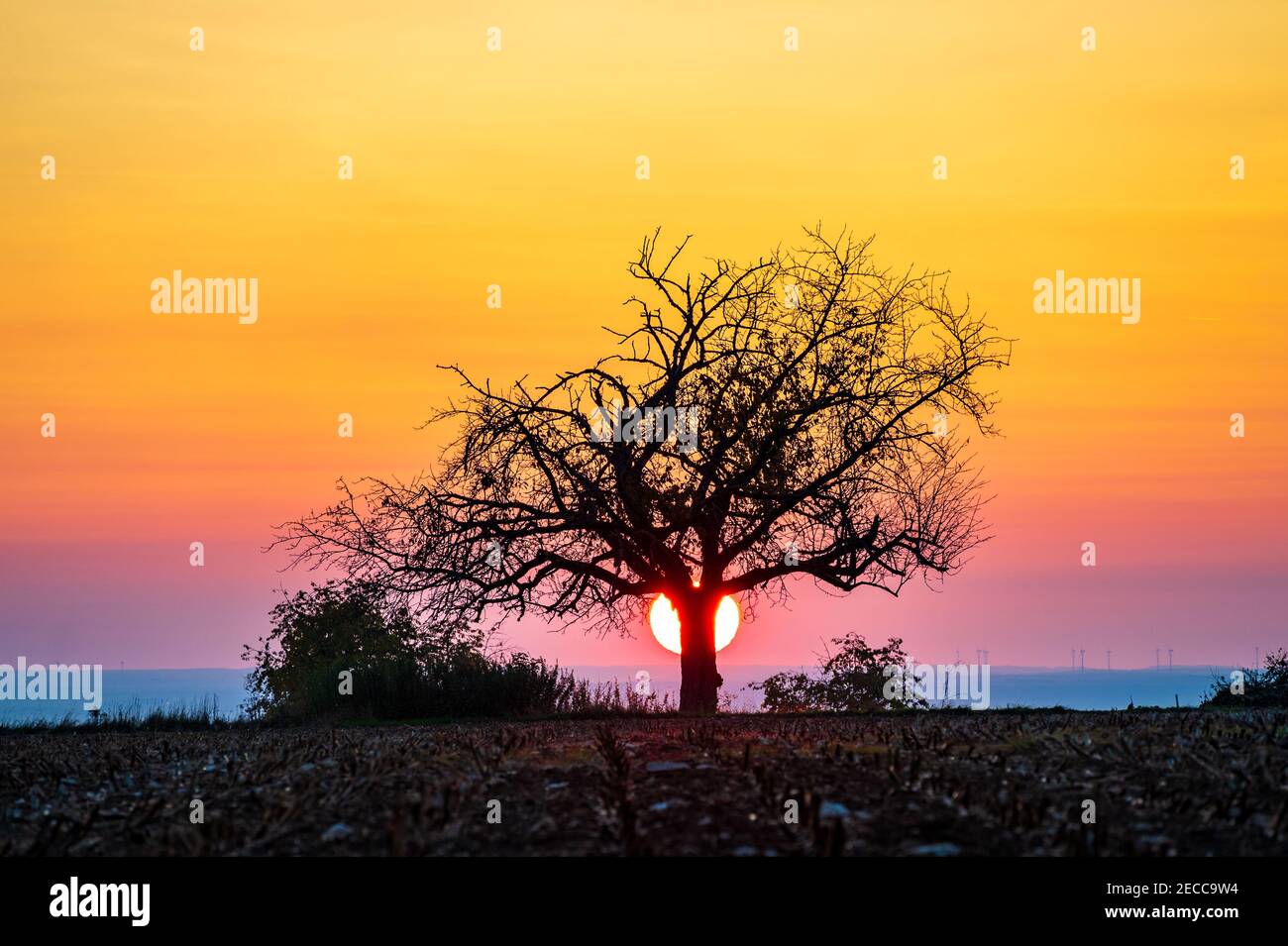 The setting sun behind a single tree with colourful gradient in the sky ...