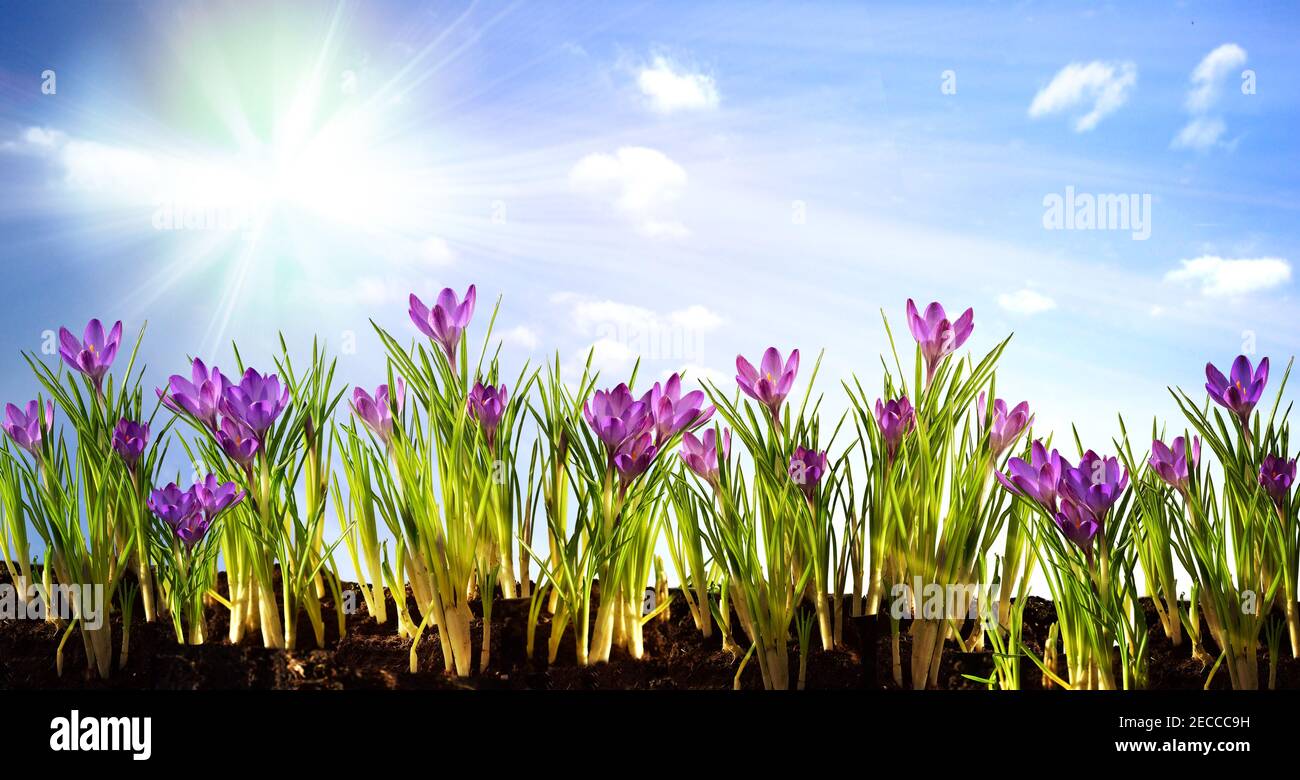 crocuses in spring first signs of spring Stock Photo - Alamy