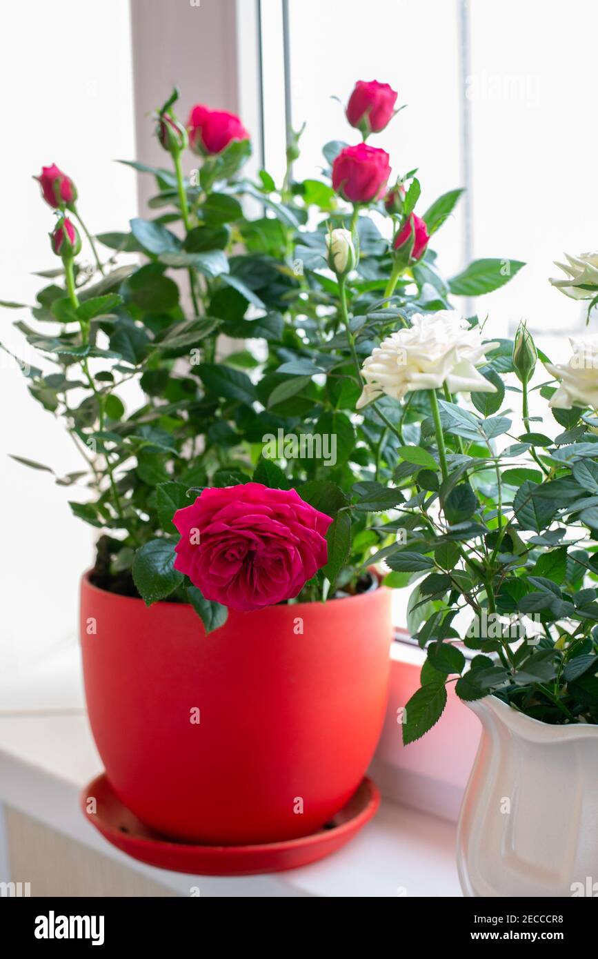 Roses in pot hi-res stock photography and images - Alamy