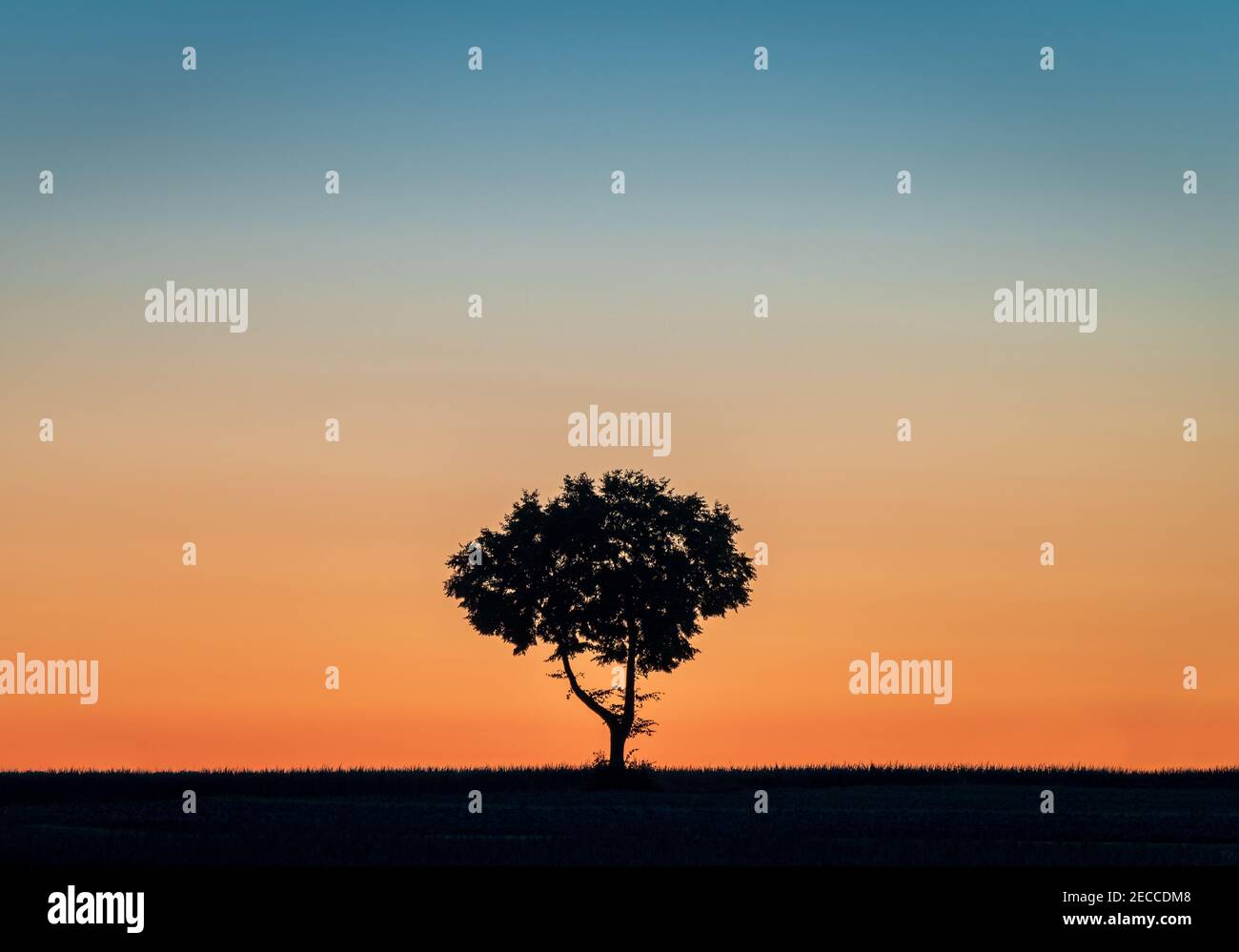 A silhouette of a single tree at the horizon at dawn with a gradient of ...