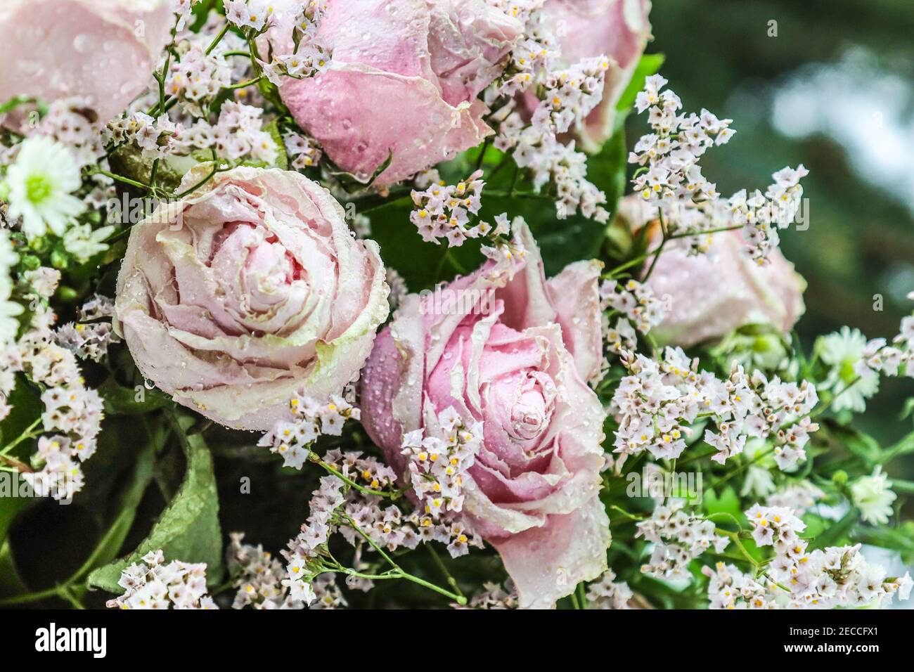 Wax roses hi-res stock photography and images - Alamy