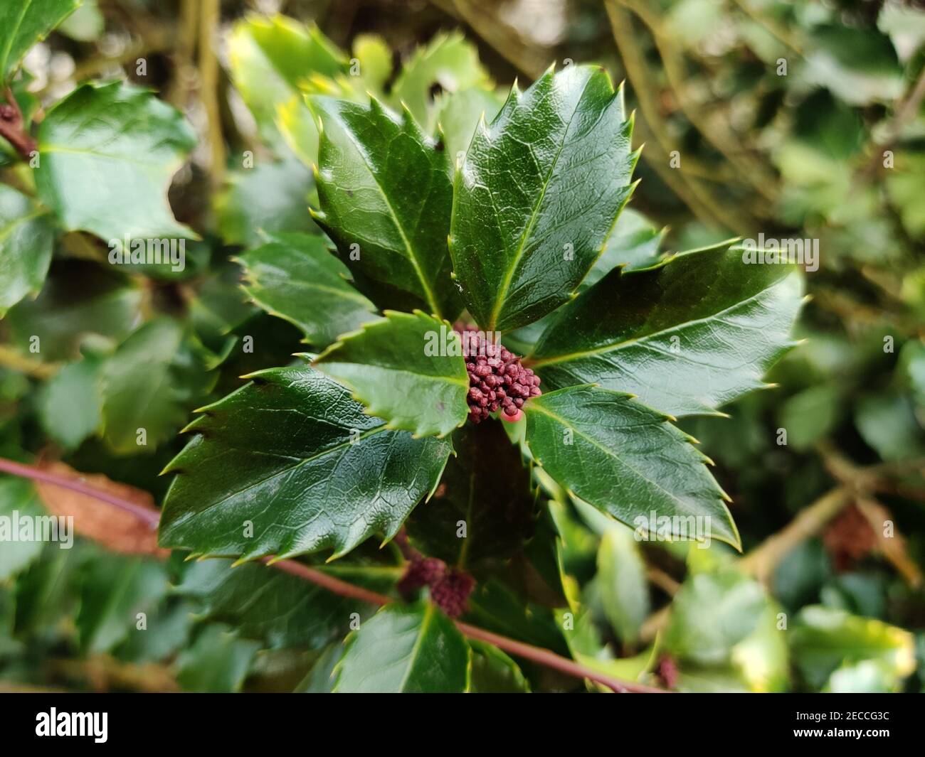 Branch of common holly flowering plant with green leaves and blossoms ...