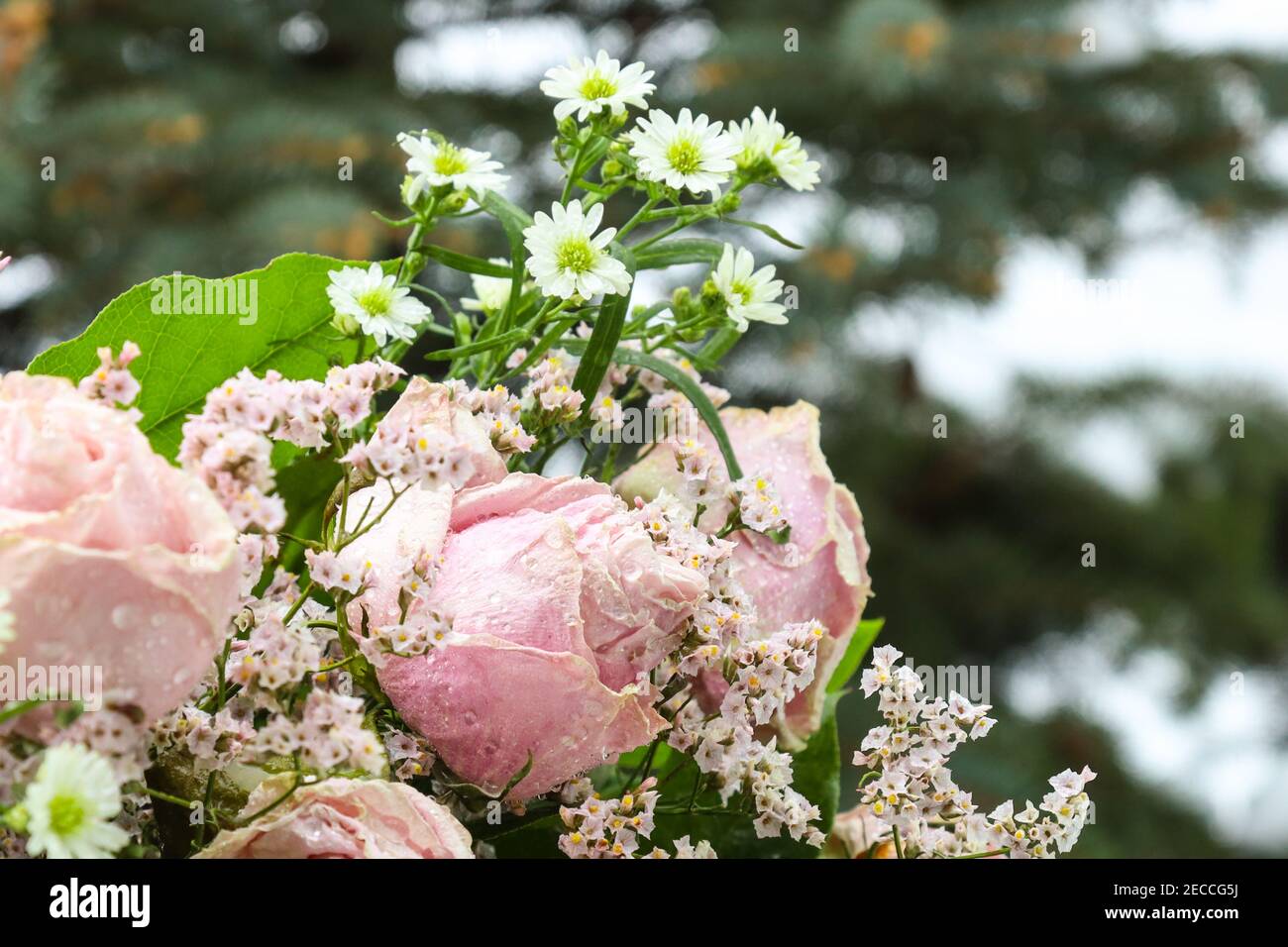 Pink Snow Roses Stock Photo - Alamy