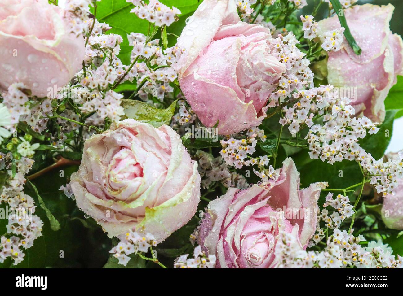 Pink Snow Roses Stock Photo - Alamy