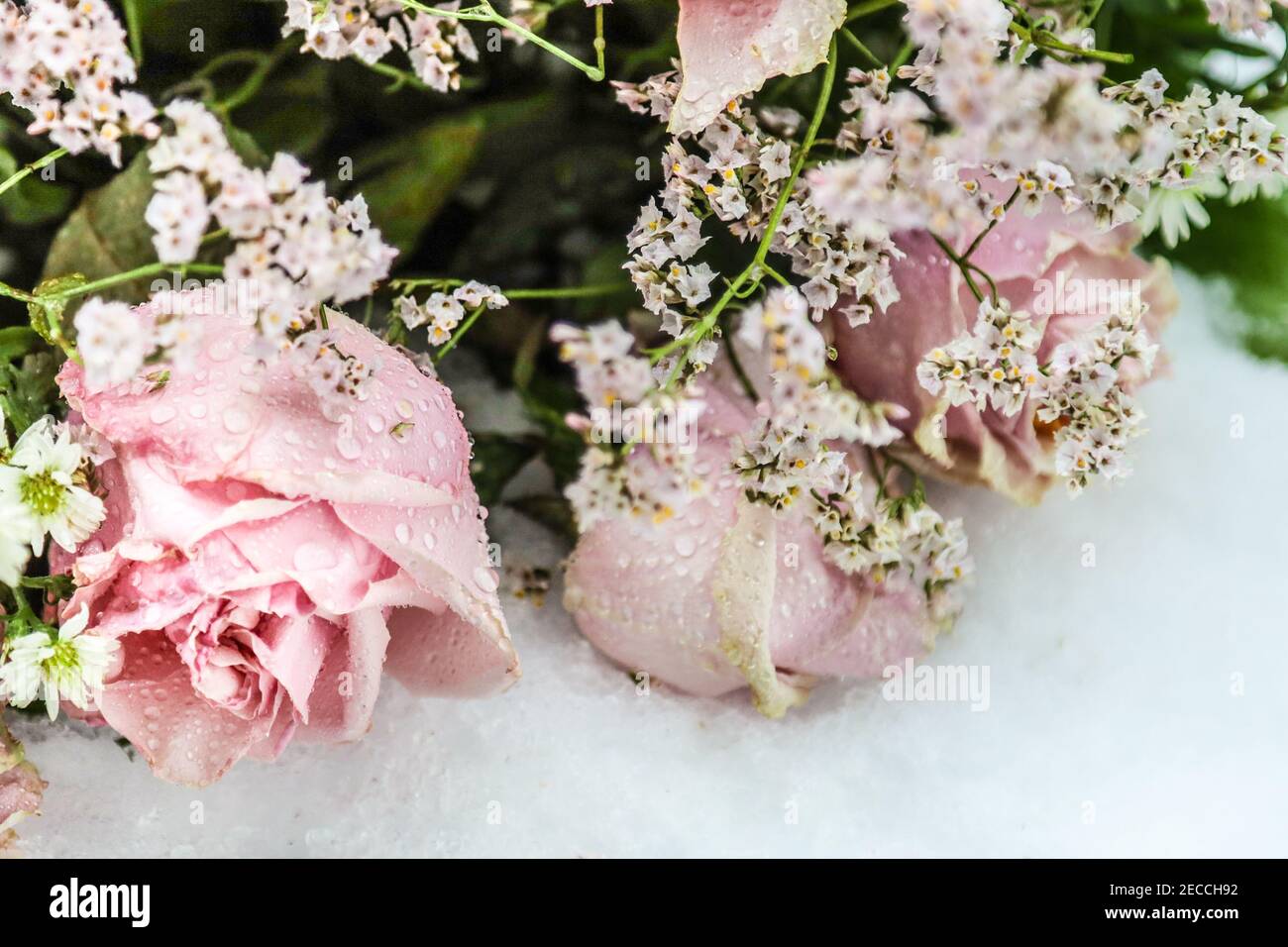 Pink Snow Roses Stock Photo - Alamy