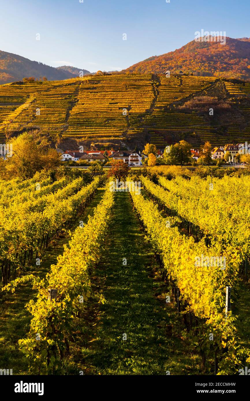 autumn vineyard and Spitz in Wachau region, Austria Stock Photo - Alamy